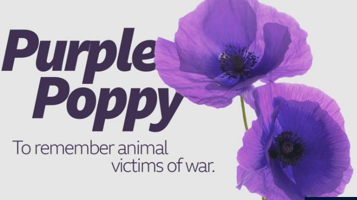Poppy colours & what each poppy mean? - Teens Now Talk